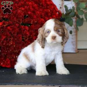 Cocker Spaniel Puppies For Sale | Greenfield Puppies