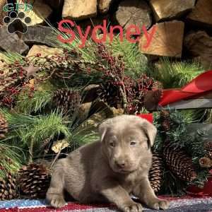 Silver Labrador Retriever Puppies For Sale - Greenfield Puppies