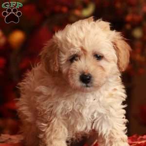 Havapoo Puppies For Sale - Greenfield Puppies