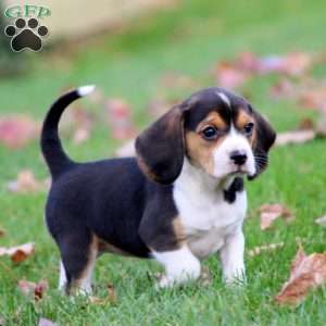 Beagle Puppies For Sale | Greenfield Puppies