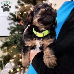 Yorkie Poo Puppies For Sale - Greenfield Puppies
