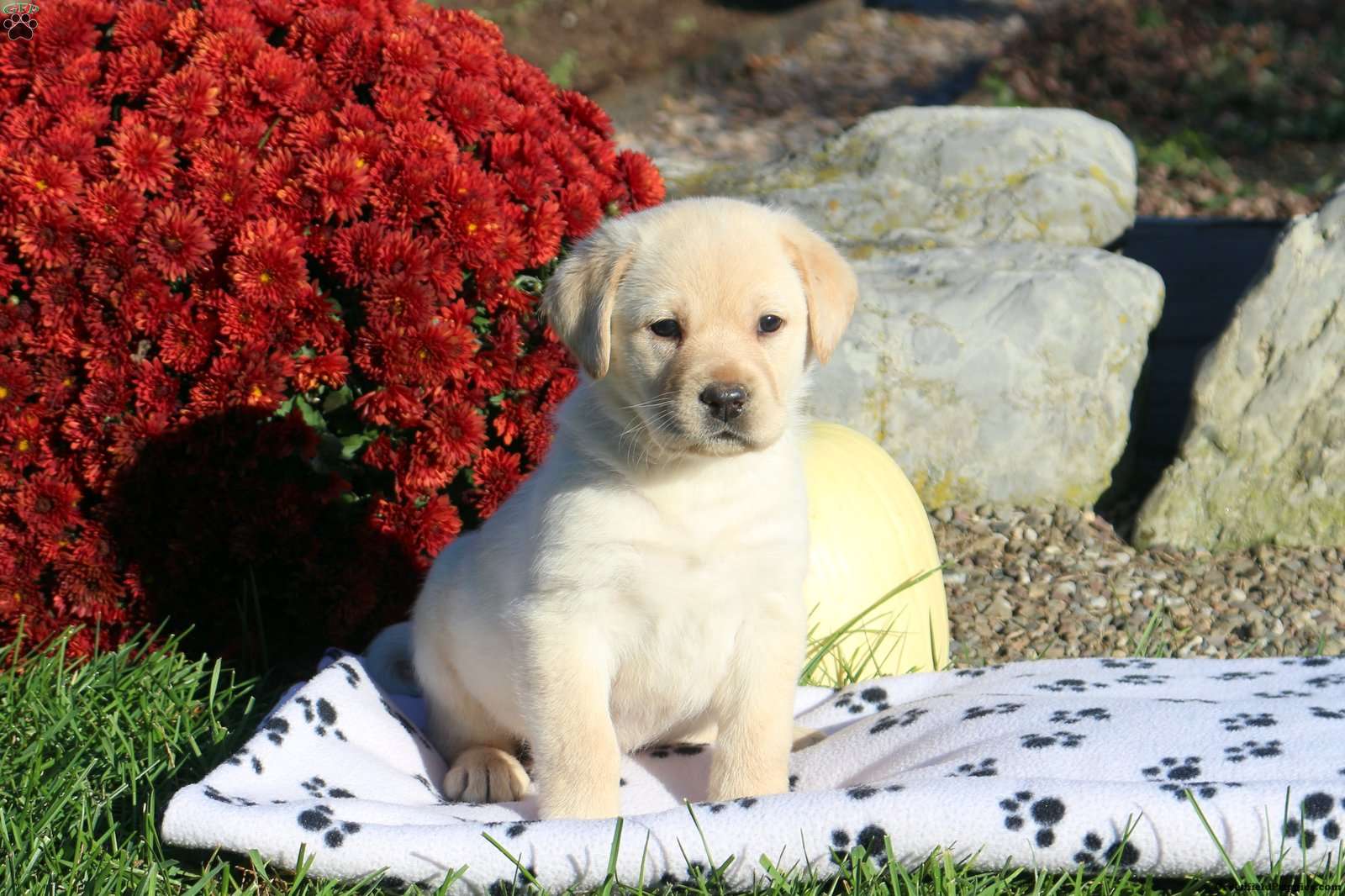 Willow - Yellow Labrador Retriever Puppy For Sale in Pennsylvania