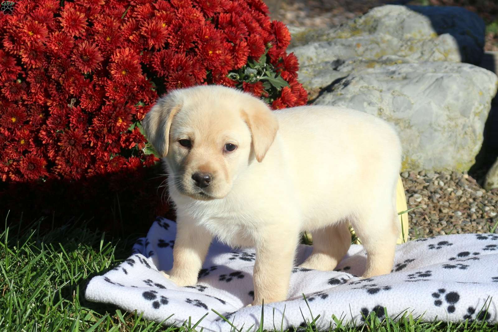 Willow - Yellow Labrador Retriever Puppy For Sale in Pennsylvania