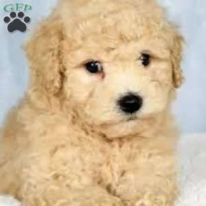 Bich-poo Puppies For Sale - Greenfield Puppies