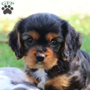 Merlin & Julene Sensenig - Greenfield Puppies