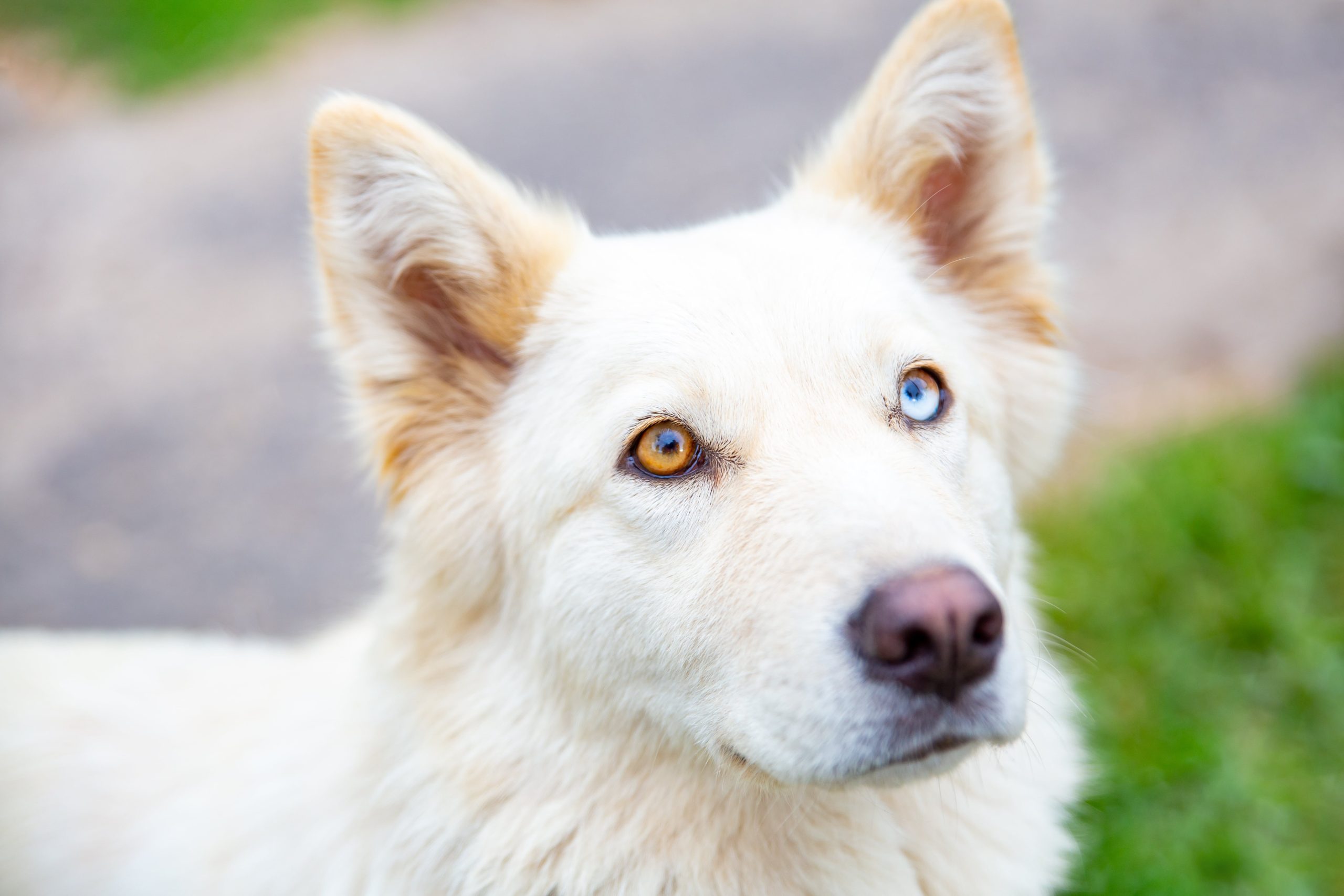 What To Know About Heterochromia In Dogs Greenfield Puppies What To Know About Heterochromia In Dogs Greenfield Puppies