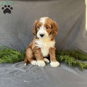 Ben Smucker - Greenfield Puppies