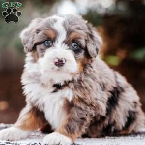 John Smucker - Greenfield Puppies