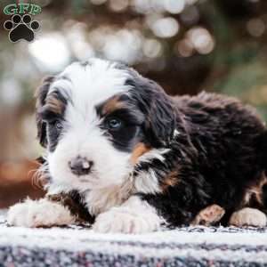 John Smucker - Greenfield Puppies