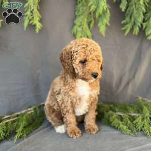 Ben Smucker - Greenfield Puppies