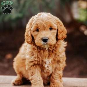 John Smucker - Greenfield Puppies