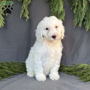 Ben Smucker - Greenfield Puppies