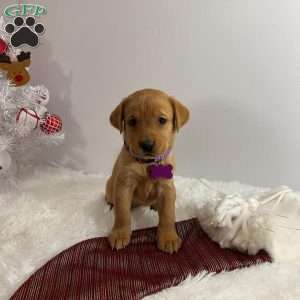Fox Red Labrador Retriever Puppies for Sale - Greenfield Puppies