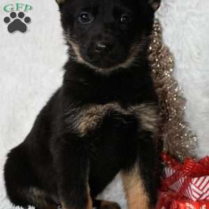 Sarah Mullet - Greenfield Puppies