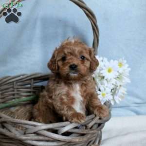 Cavapoo Puppies For Sale - Greenfield Puppies