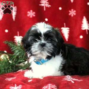 Shih Tzu Puppies For Sale | Greenfield Puppies
