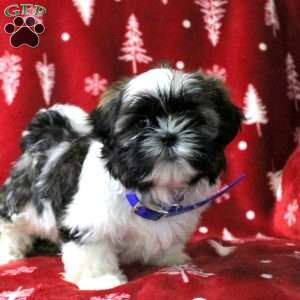 Shih Tzu Puppies For Sale | Greenfield Puppies