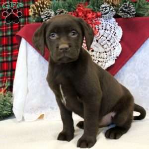 Chocolate Labrador Retriever Puppies for Sale - Greenfield Puppies