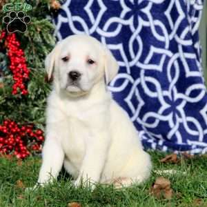 Yellow Labrador Retriever Puppies For Sale - Greenfield Puppies