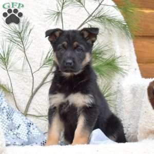 German Shepherd Puppies For Sale - Greenfield Puppies