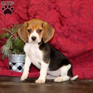 Beagle Puppies For Sale | Greenfield Puppies