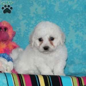 Bichon Frise Puppies For Sale - Greenfield Puppies