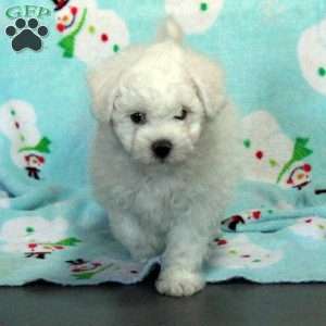 Bichon Frise Puppies For Sale - Greenfield Puppies