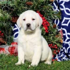 Yellow Labrador Retriever Puppies For Sale - Greenfield Puppies
