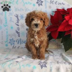 David Beiler - Greenfield Puppies