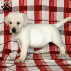 Yellow Labrador Retriever Puppies For Sale - Greenfield Puppies