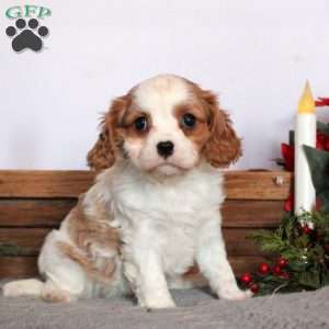 Countryside Puppies Dog Breeder