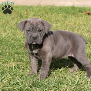 Cane Corso Puppies For Sale | Greenfield Puppies