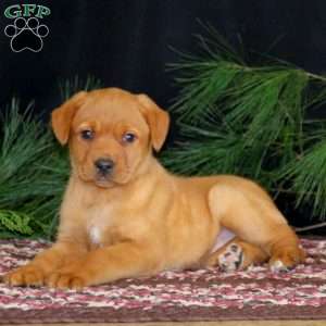 Fox Red Labrador Retriever Puppies for Sale - Greenfield Puppies