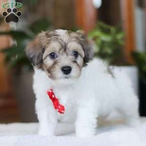 Andy Raber - Greenfield Puppies