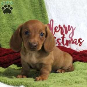 Popular Puppies - See Popular Puppies for Sale | Greenfield Puppies