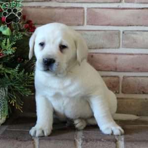 Yellow Labrador Retriever Puppies For Sale - Greenfield Puppies