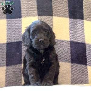 Cockapoo Puppies for Sale - Greenfield Puppies