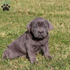 Cane Corso Puppies For Sale | Greenfield Puppies