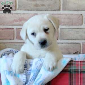 Yellow Labrador Retriever Puppies For Sale - Greenfield Puppies