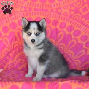 Pomsky Puppies For Sale - Greenfield Puppies