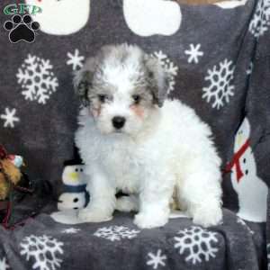 Bich-poo Puppies For Sale - Greenfield Puppies
