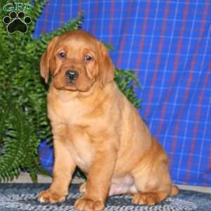 Fox Red Labrador Retriever Puppies for Sale - Greenfield Puppies