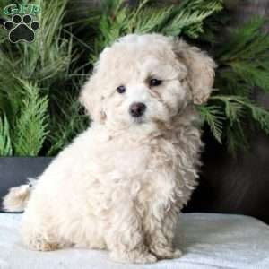 Bich-poo Puppies For Sale - Greenfield Puppies