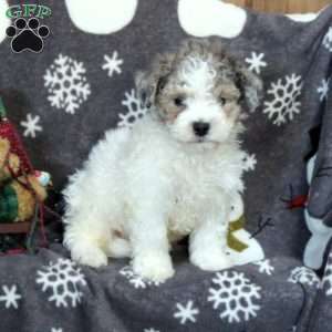 Bich-poo Puppies For Sale - Greenfield Puppies
