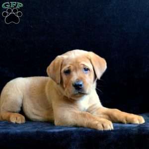 Fox Red Labrador Retriever Puppies for Sale - Greenfield Puppies