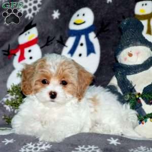 Sam and Rachael Stoltzfus Dog Breeder