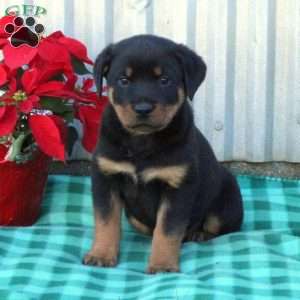 Rottweiler Puppies For Sale - Greenfield Puppies