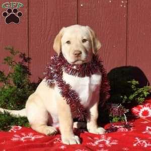 Yellow Labrador Retriever Puppies For Sale - Greenfield Puppies