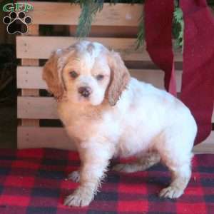 Cocker Spaniel Puppies For Sale | Greenfield Puppies