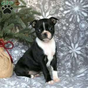 Boston Terrier Puppies For Sale - Greenfield Puppies